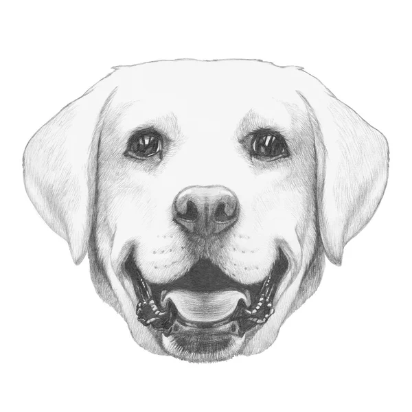Simple Lab Dog Drawing
