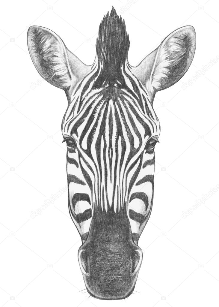 Hand drawn zebra Stock Illustration by ©Victoria_Novak #110610708