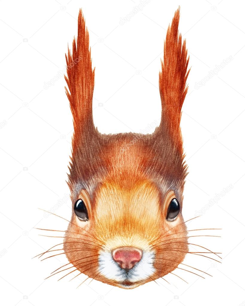 Hand-drawn squirrel Stock Illustration by ©Victoria_Novak #111005434