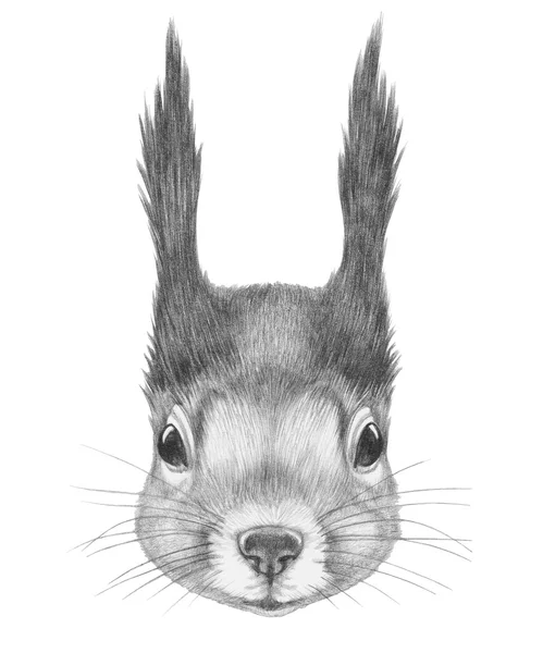 Squirrel Face Drawing