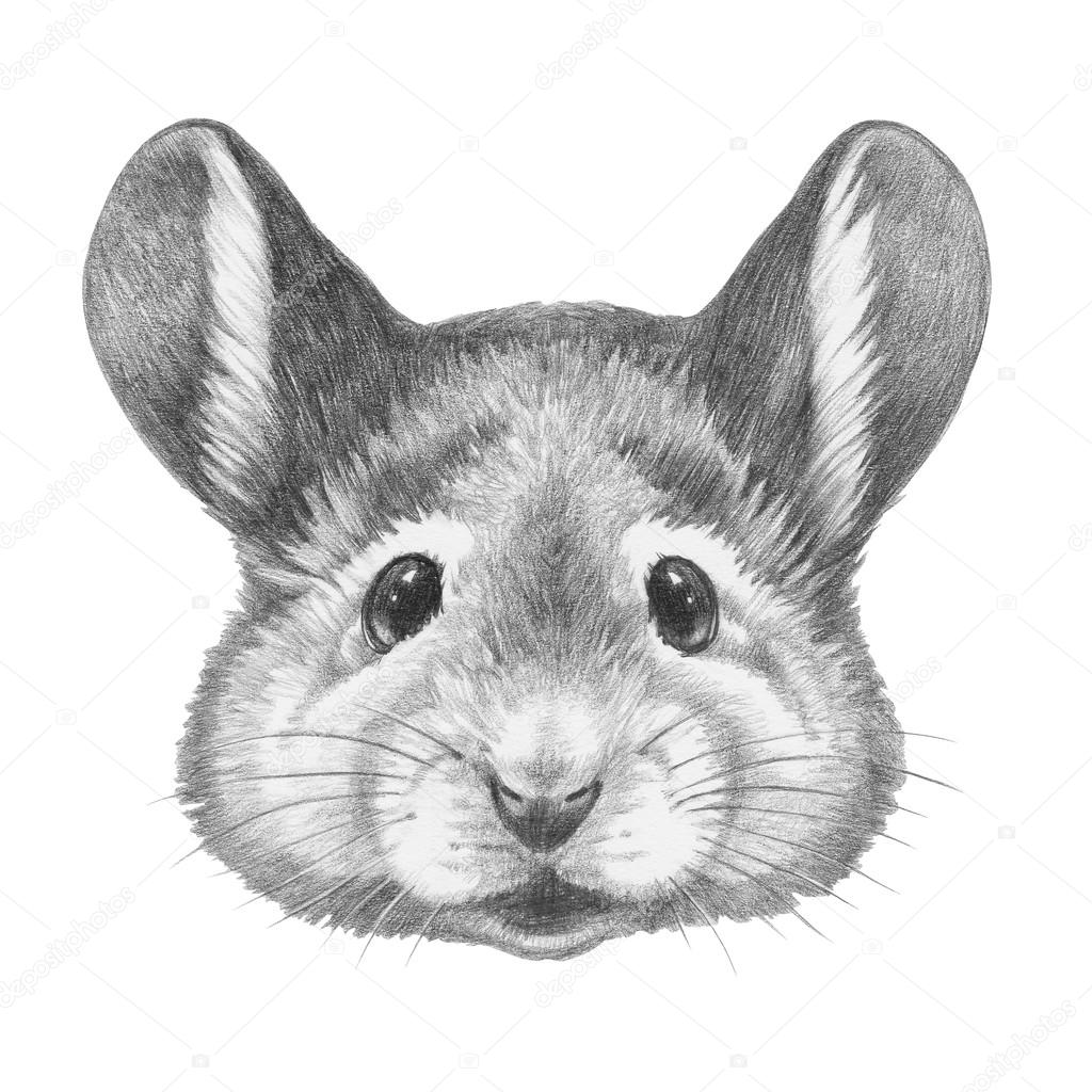 Portrait of hand drawn mouse Stock Illustration by ©Victoria_Novak ...