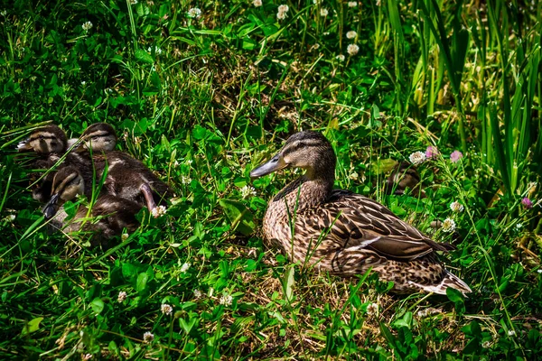 Familia del pato Stock Photos, Royalty Free Familia del pato Images ...