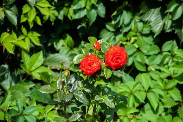 Rose hedges Stock Photos, Royalty Free Rose hedges Images | Depositphotos