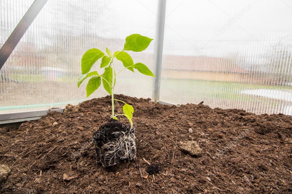 Seedling Paprika (Capsicum, Peppers) Plants with root System in — Stock ...