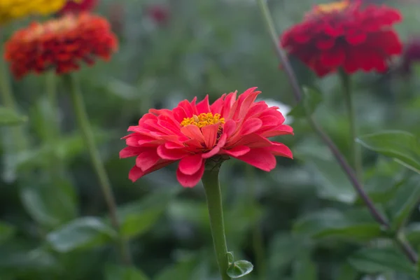 Tassel flower Stock Photos, Royalty Free Tassel flower Images ...