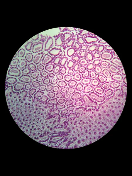 Human Epithelial Cells 100x