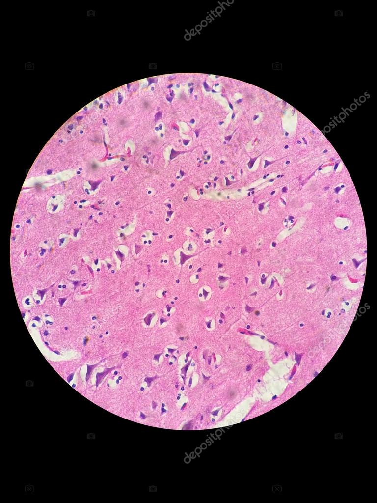 Cells Under A Light Microscope