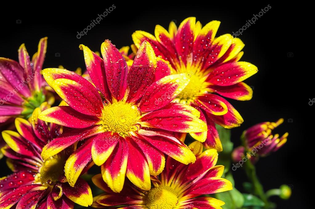 Fower — Stock Photo © oatintro #81307674