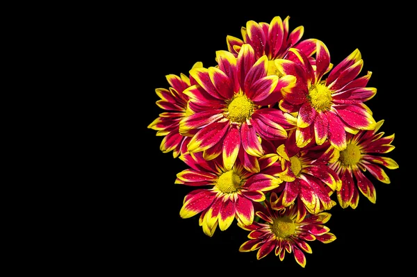 Fower — Stock Photo © oatintro #81307674