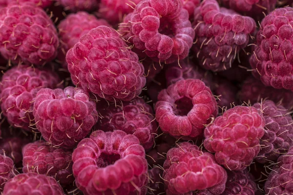 Raspberry Palette — Stock Photo © rixipix #30224179