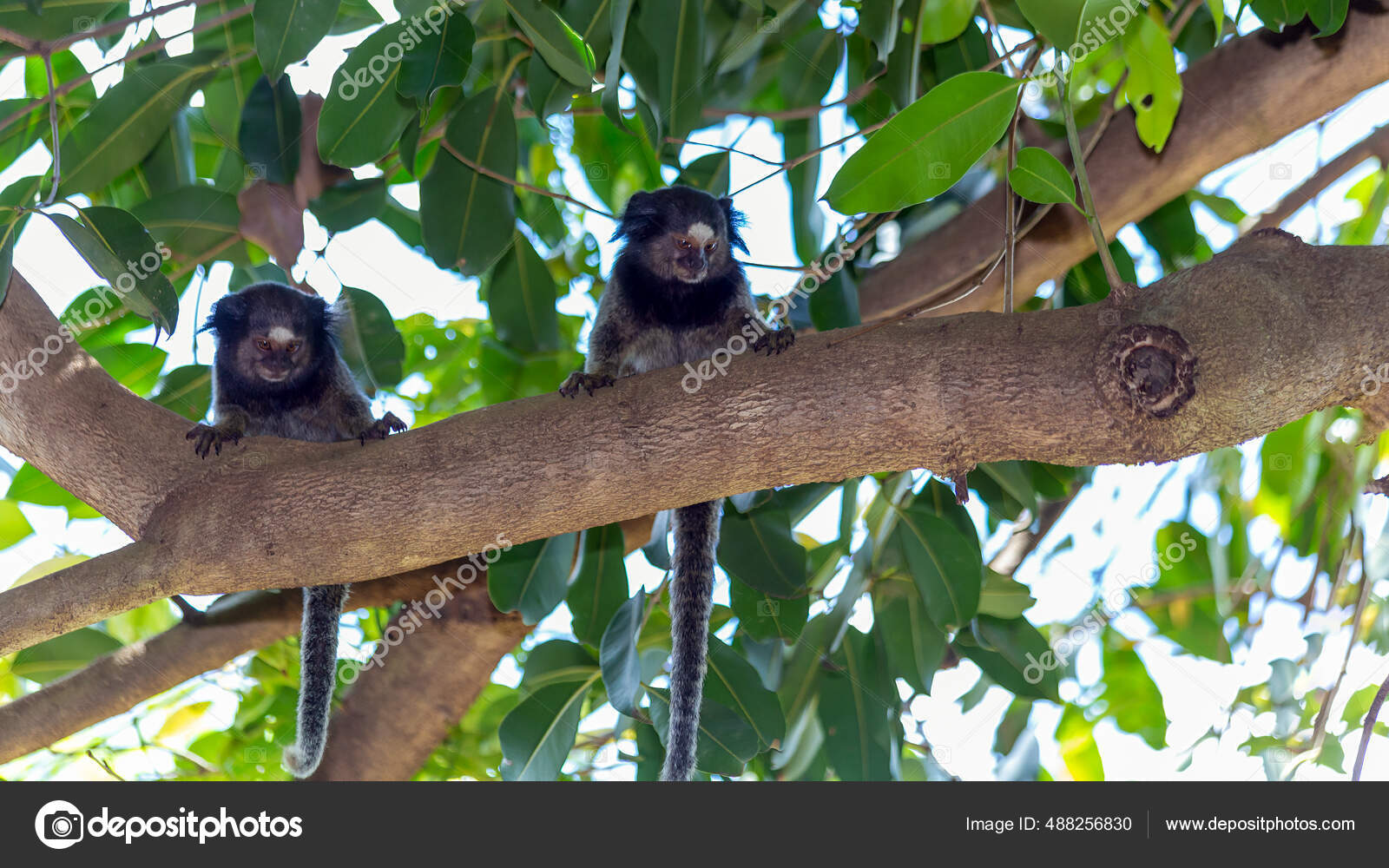 Two Monkeys Tree Black Tufted Marmoset Also Know Mico Estrela — Stock ...