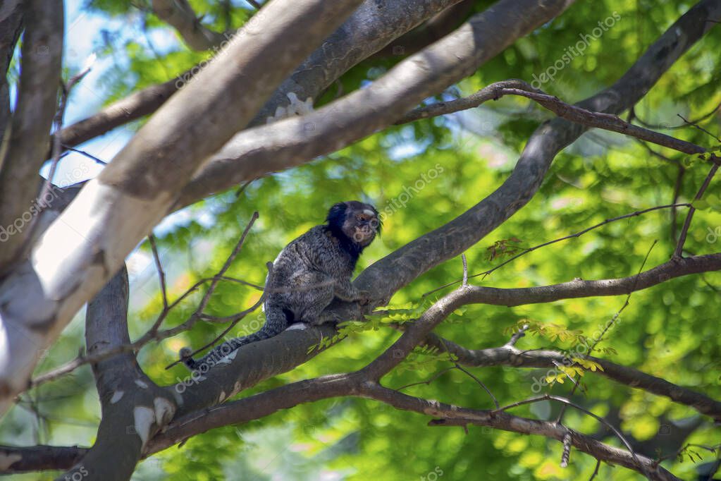 El mono en el rbol. El marmoset de mechones negros tambi n conocido ...