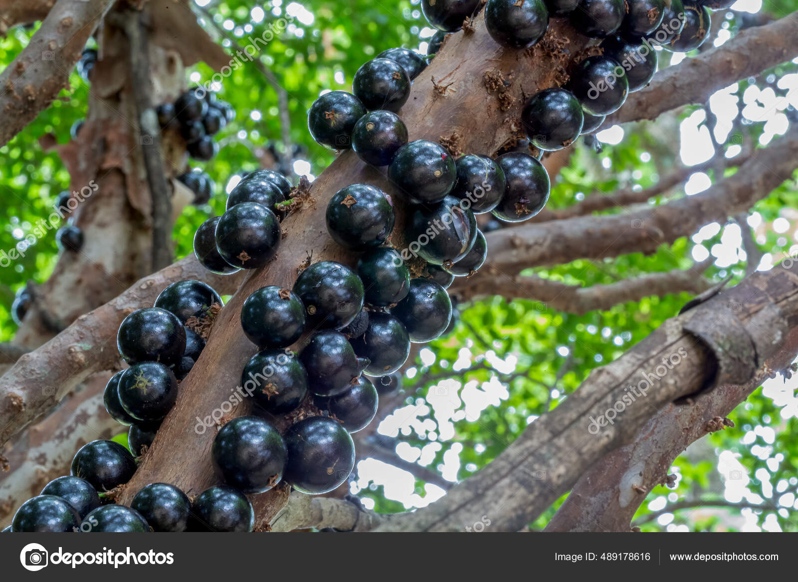 Jaboticaba Native Brazilian Grape Tree Jabuticaba Tree Ready Harvested ...