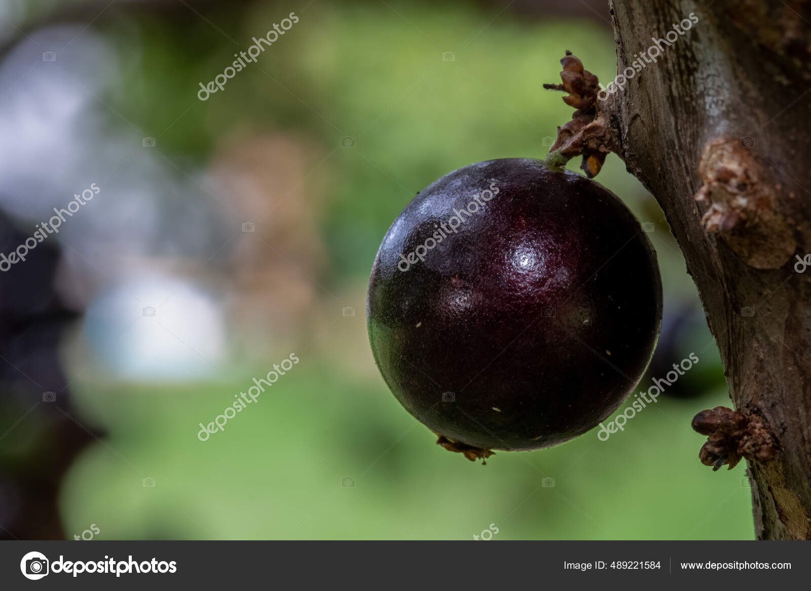 Jaboticaba Native Brazilian Grape Tree Plinia Cauliflora Fruit Exotic ...