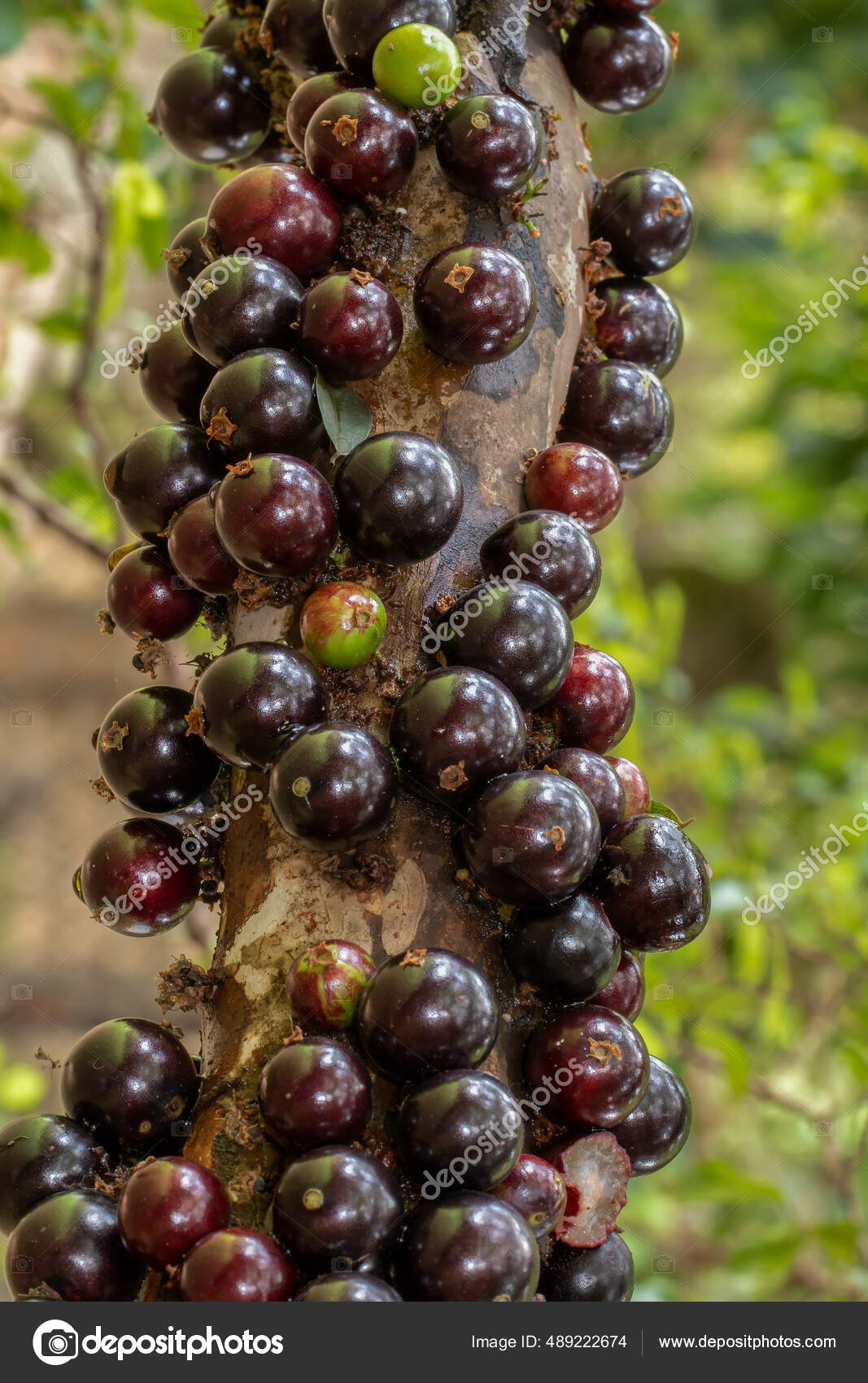 Jaboticaba Season Jabuticaba Tree Ready Harvested Jaboticaba Native ...