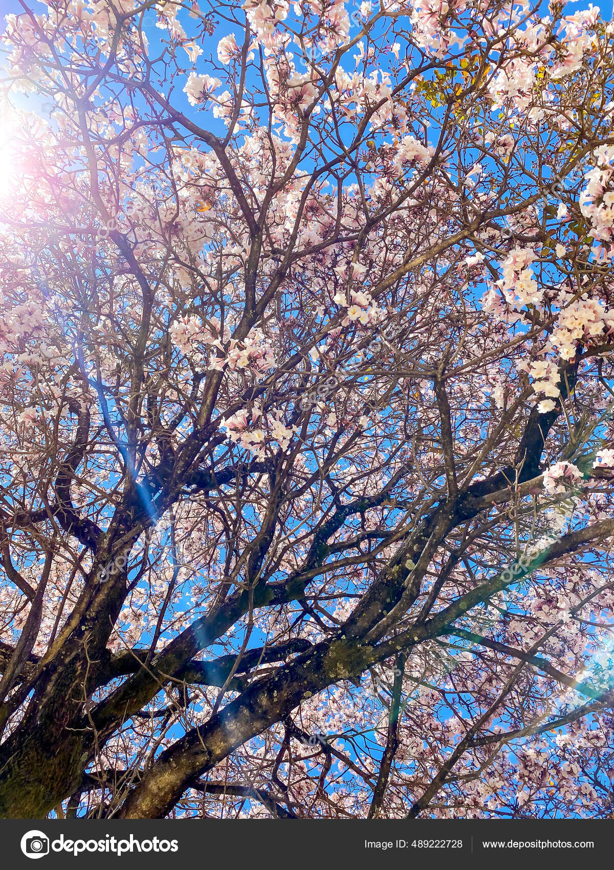 Tree Symbol Brazil Tabebuia Roseo Alba Known White Ipe Ipe Stock Photo ...