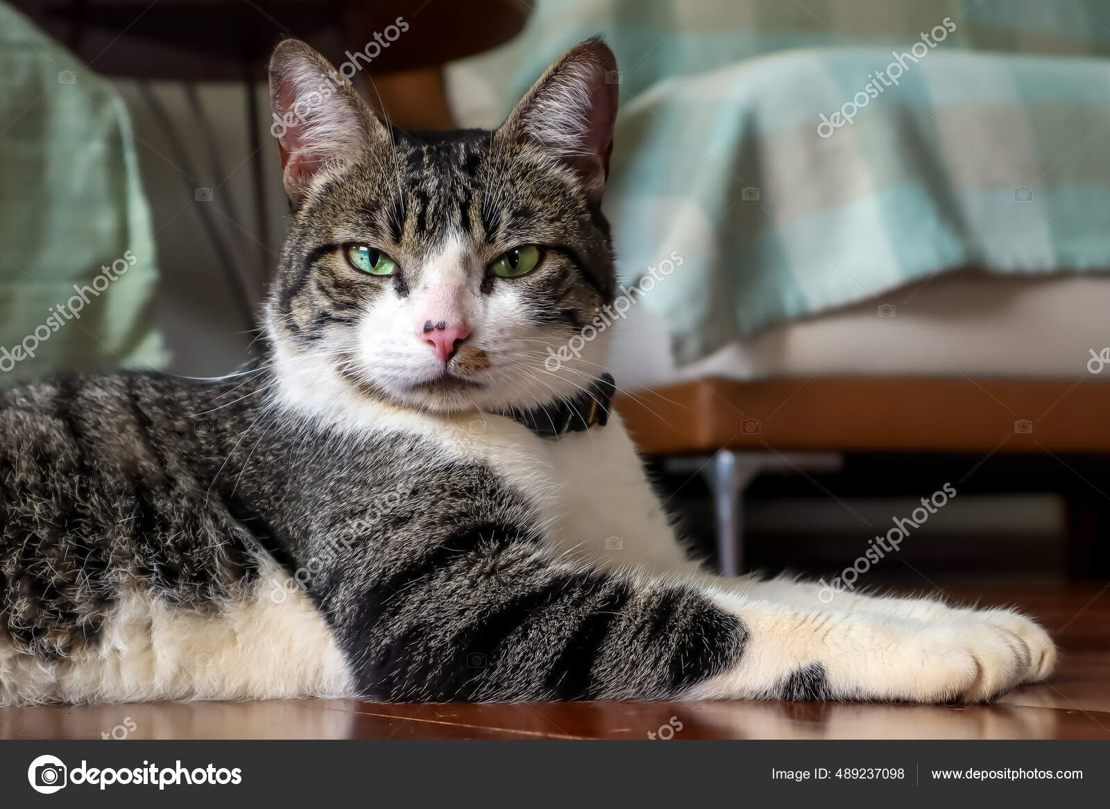 Stern Look Yellow Eyed Tabby Pet Lover Animal Life Cat Stock Photo by ...