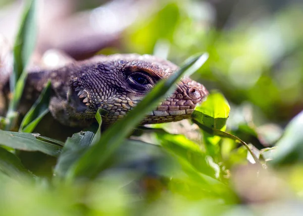Lizard Typical Brazilian Savannah Also Know Calango Largatixa Species ...