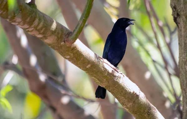 El Vaquero Brillante también conocido como Chupim. Toda la belleza y la ...
