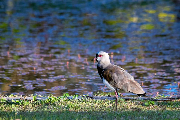 National bird of uruguay Stock Photos, Royalty Free National bird of ...