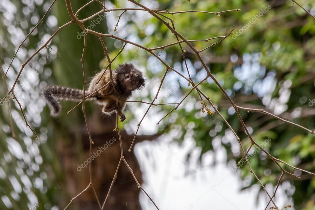 El mono bebé en el árbol. El marmoset de mechones negros también ...