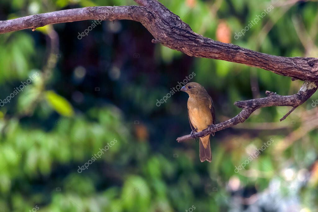 Encaramado en una rama de un árbol alto aparece un deslumbrante pájaro ...