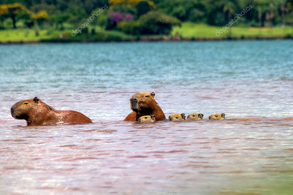 Capibaras nadando con sus padres en el lago Parano en Brasilia, Brasil ...