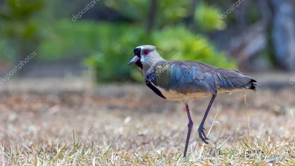 El Southern Lapwing también se conoce como Quero-Quero. Especie ...