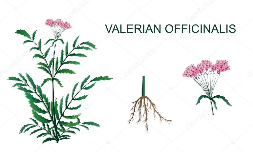 VALERIAN OFFICINALIS ⬇ Vector Image by © Artemida-psy | Vector Stock ...