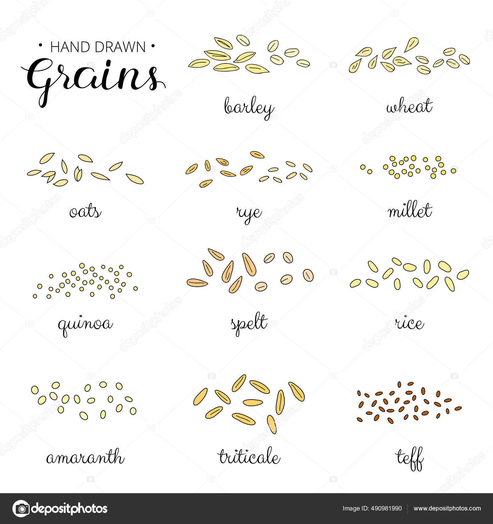 Hand Drawn Cereal Grains Names Isolated White Background Stock Vector ...