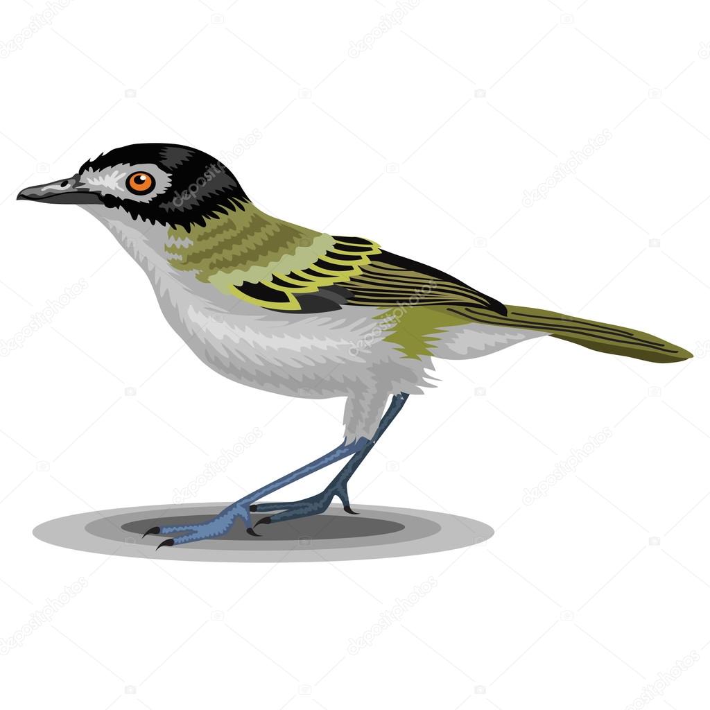Vireo bird isolated on a white background. Realistic illustration ...