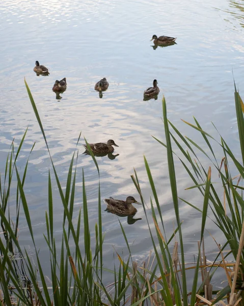 Siete patitos Stock Photos, Royalty Free Siete patitos Images | Depositphotos