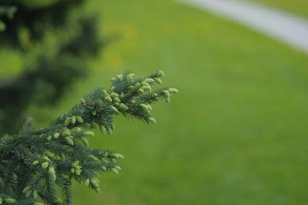 Fur-tree branch - Stock Image - Everypixel
