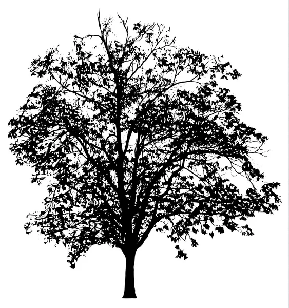 Leafy tree silhouette on white background from side - vector ...