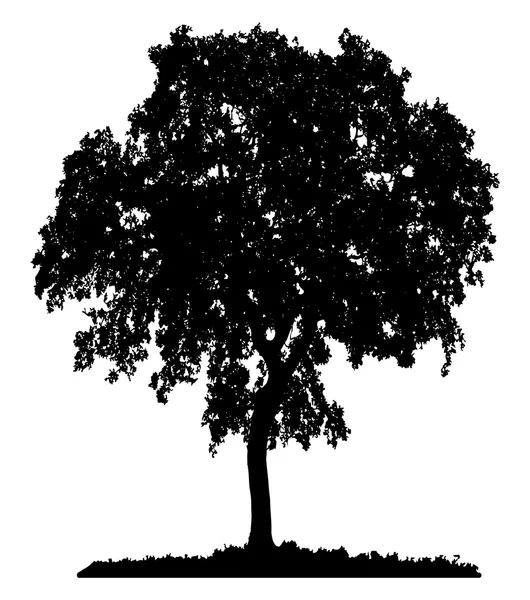 Leafy tree silhouette on white background from side - vector ...