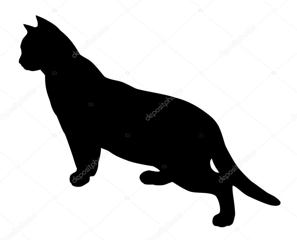 Kattensilhouet Vectorafbeelding Door © Predragilievsi ⬇ Vectorstock