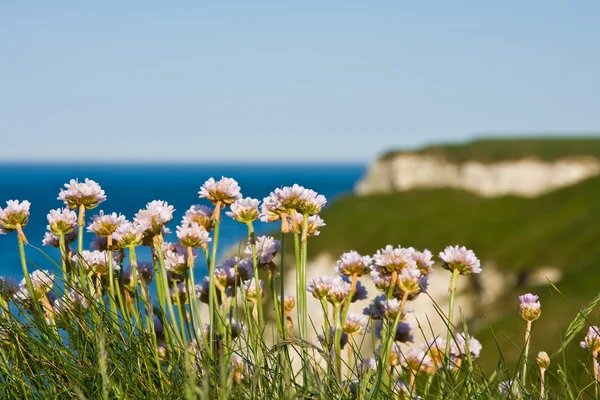 Pink flowers of the sea cliff Stock Photo by ©hzparisien@gmail.com ...