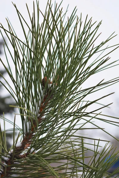 Fragrant written branches of a green Christmas tree, noble pine with ...