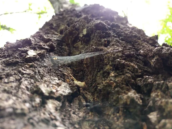 Breaking branch Stock Photos, Royalty Free Breaking branch Images ...