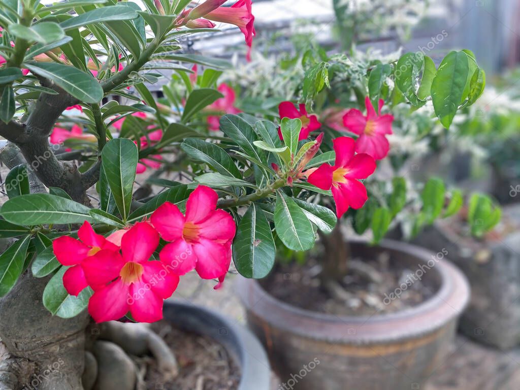 Flor (Adenium jalá, Impala Lily, Mock Azalea, Sabi Star, Kudu o Desert ...