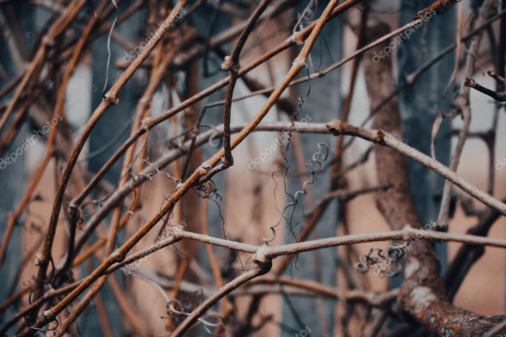 Ramas secas. Otoño o invierno en viñedos. Cobertura hecha de ramitas ...
