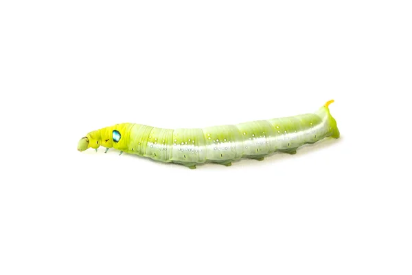 Caterpillar white background Stock Photos, Royalty Free Caterpillar ...