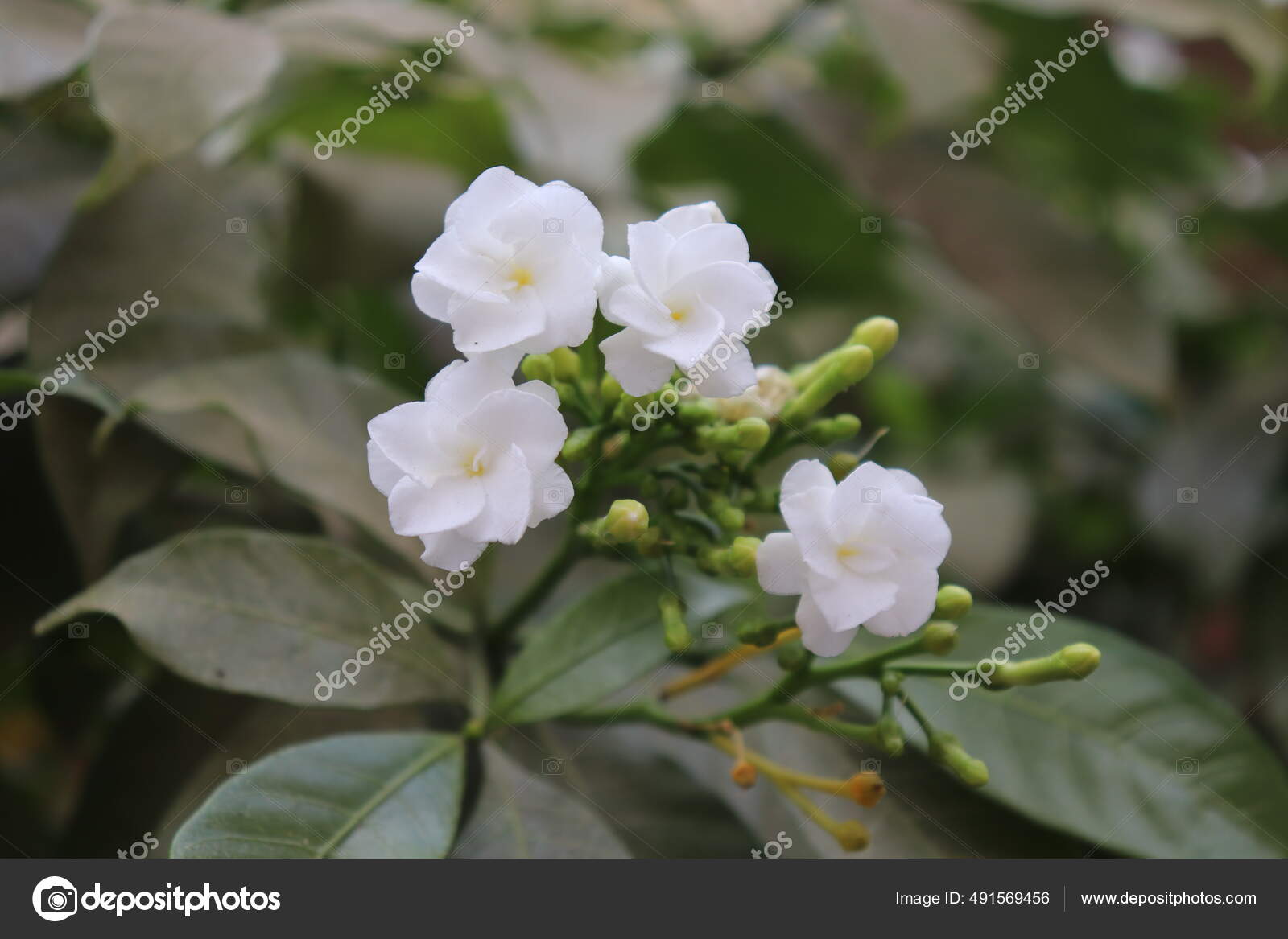Chandni Flower Tree India Tabernaemontana Coronaria Plant — Stock Photo ...