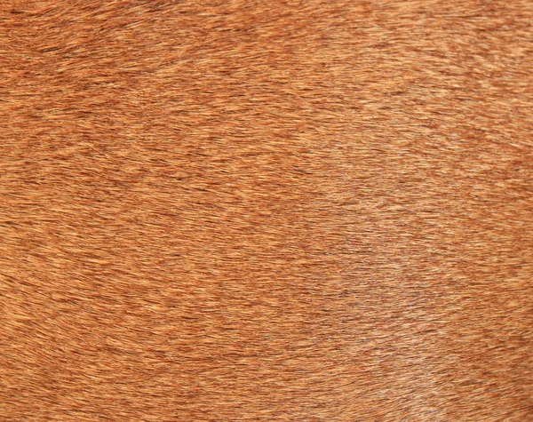 Mahogany Wood Grain — Stock Photo © mj0007 #1713391