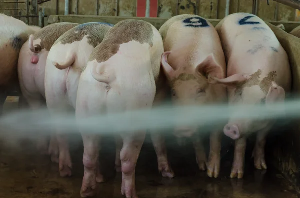 ᐈ Cutest pigs on earth stock photos, Royalty Free pigpen images ...