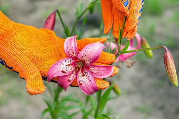 planting lily work in the garden in the summer garden, caring fo ...