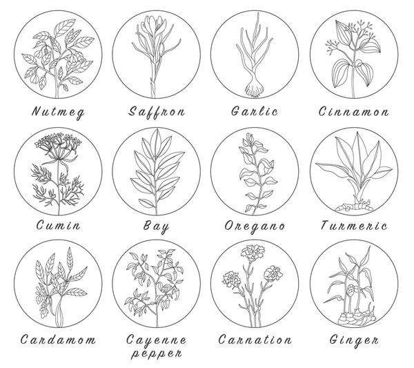 Rosemary flower Stock Vectors, Royalty Free Rosemary flower ...