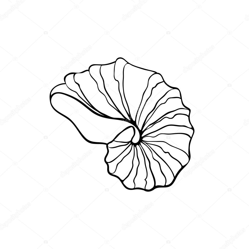 Sea shell icon Stock Vector Image by ©ollymolly #106183560