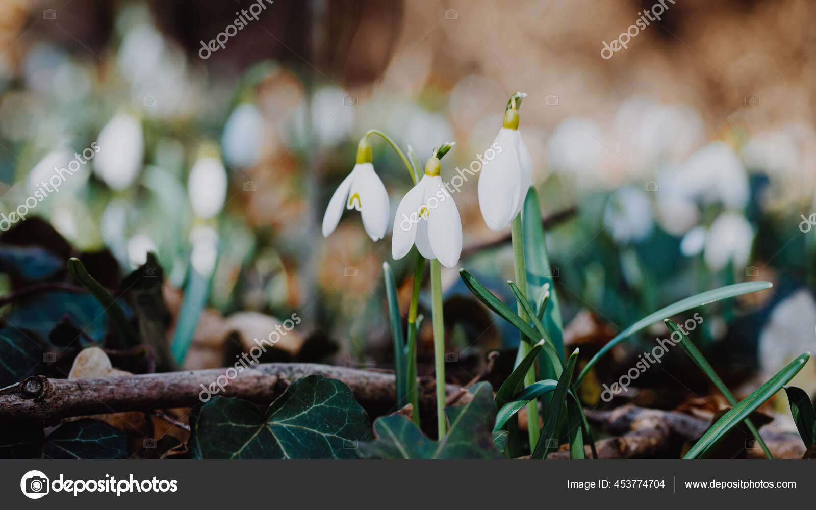 White Tender Flower Primrose Snowdrop Galanthus Nivalis Flowers Concept ...