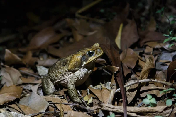 Crapaud néotropical géant images libres de droit, photos de Crapaud ...